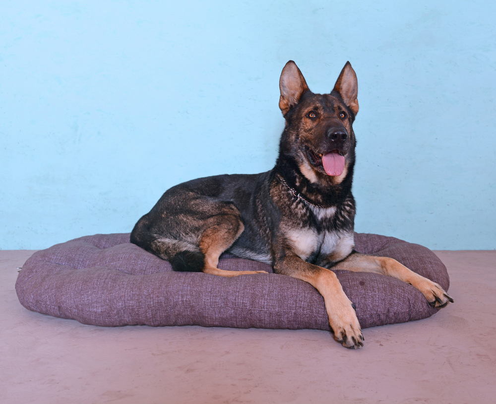 Blazina Bobby - 120 cm